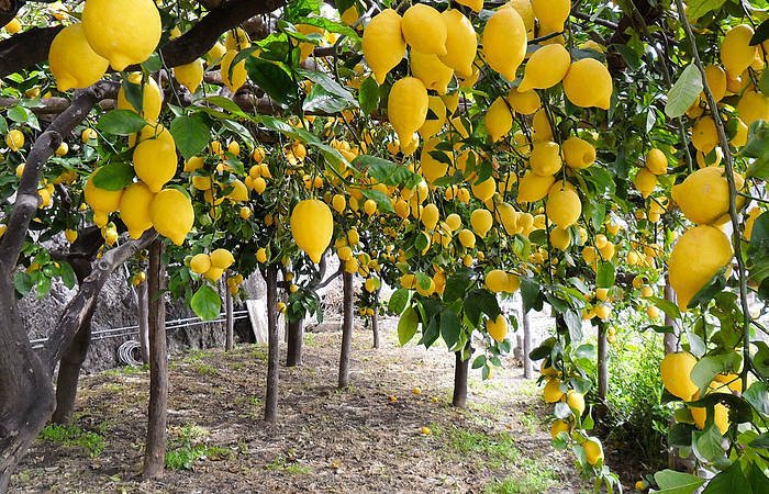 Limone - Between Amalfi and Ravello Villas - Amalfi Coast, Italy